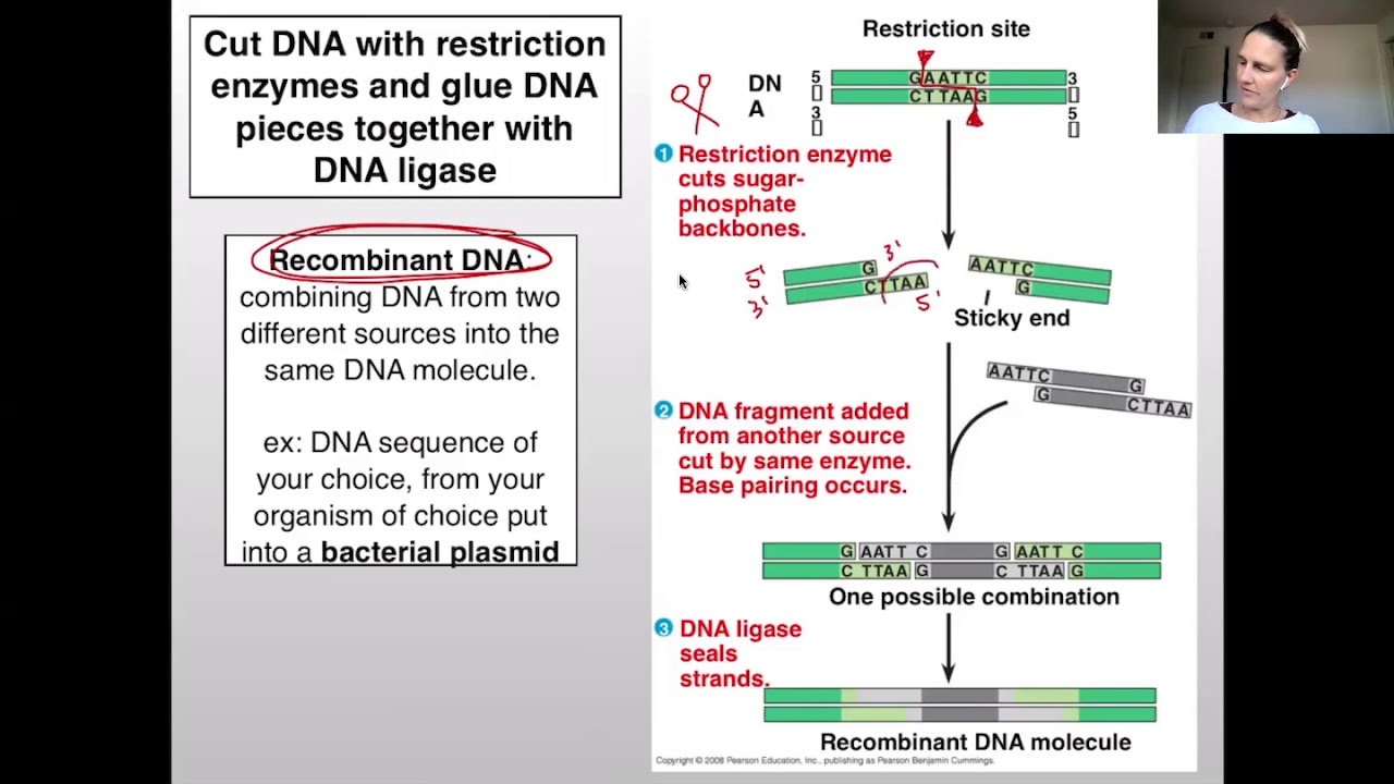 Ch  20 Biotech 1 SCREENCAST