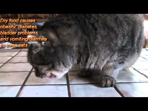 Cat Treats:Raw or Cooked Meats?cat