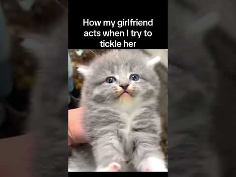 Send This To Your Girlfriend / Boyfriend🥰 #cute #couple #love #memes #meme #cat #cats #relationship