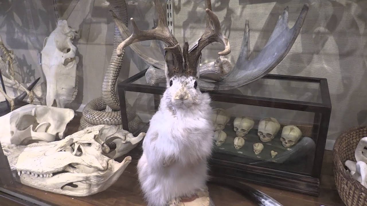 The Evolution Store - Tv version