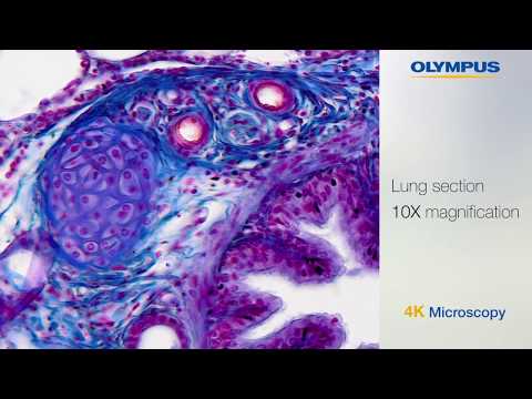 4K Microscopy | We Are All Part of Something Bigger