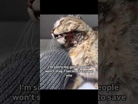 Link in our bio to help Luna Every little bit helps #kitty #cat #kitten #rescue #please #help #vet
