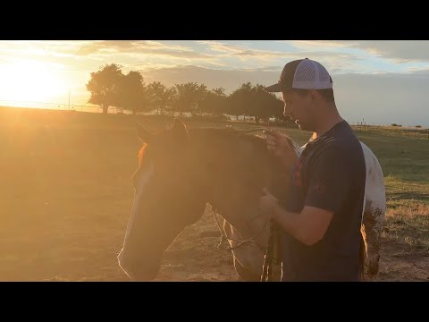 How to Safely Turn Your Horse Out in The Pasture