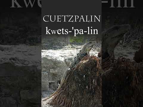 Nahuatl Word of the Week 4: CUETZPALIN (Lizard 🦎)