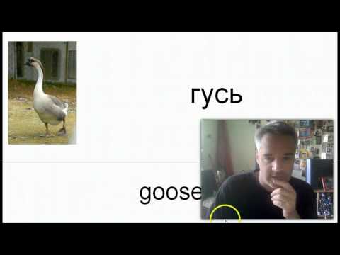 What is the origin of the word goose?