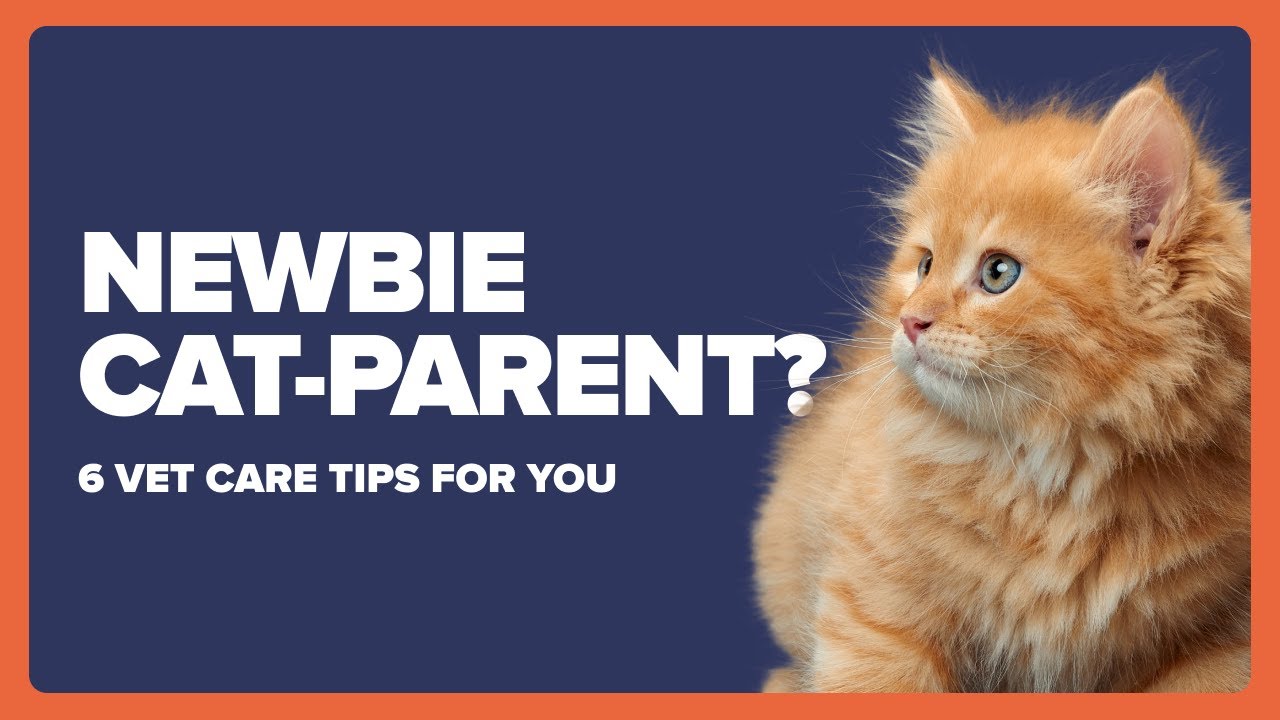 6 Important Care Tips for New Cat Parents