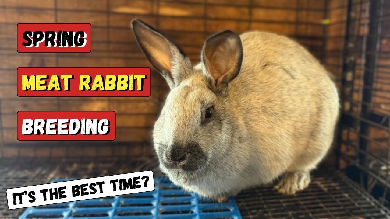 Why is Spring the BEST Time to Breed Meat Rabbits?
