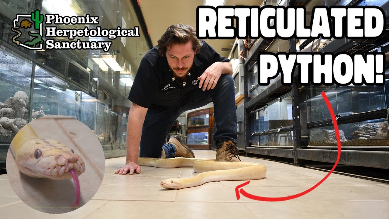 Working with Large Pythons!