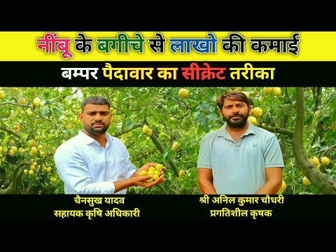 नींबू के बगीचे से लाखो की कमाई l lemon farming in india