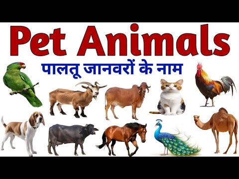 Animals Name || Domestic Animals | Pet Animals Name with pictures | Pet animal names #domestic