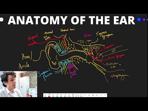 Anatomy Of The Ear (Illustrated And Explained)