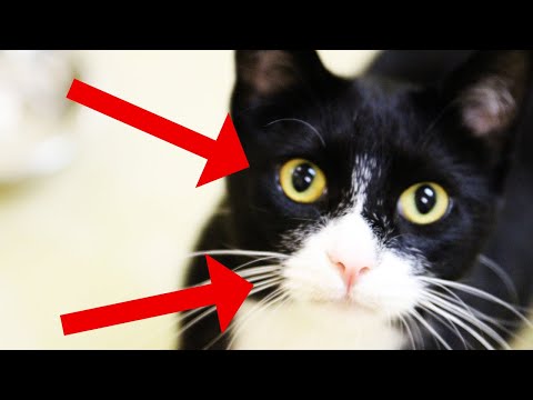Surprising Facts About Tuxedo Cats