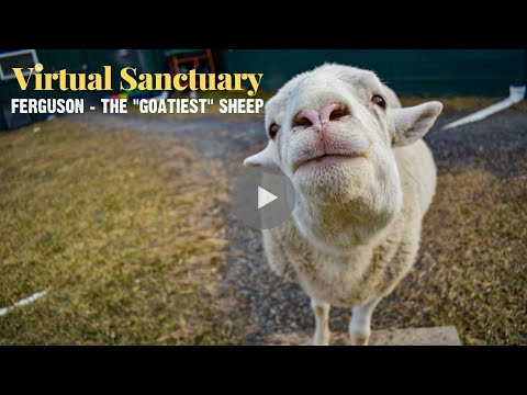 Virtual Sanctuary | Ferguson, The "Goatiest" Sheep