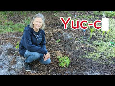 Yucca or Yuca?