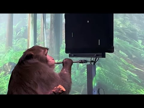 Monkey plays Pong video game with his mind using Neuralink brain implant