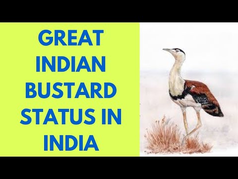 GREAT INDIAN BUSTARD STATUS IN INDIA #bustard #birds #targetclasses