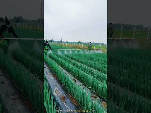 Ingenious Japanese Farming: Rice on Roofs & Bamboo Pesticide Sprayers! ๐พ๐ #farming #facts
