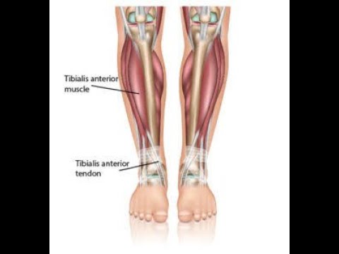Tibialis anterior Muscle ; Anatomy, Origin, Insertion, Action, Innervation, Blood Supply