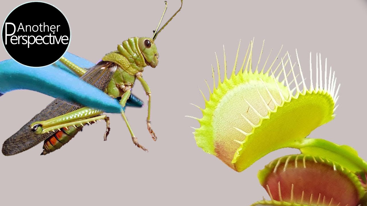 Venus Flytrap VS GIANT Grasshopper