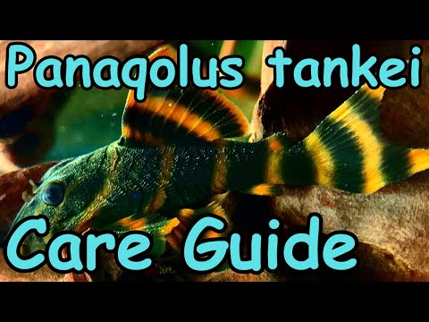 Panaqolus tankei Pleco L398 Care Guide