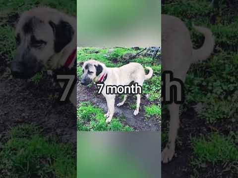 kangal dog growth 1day and king๐๐