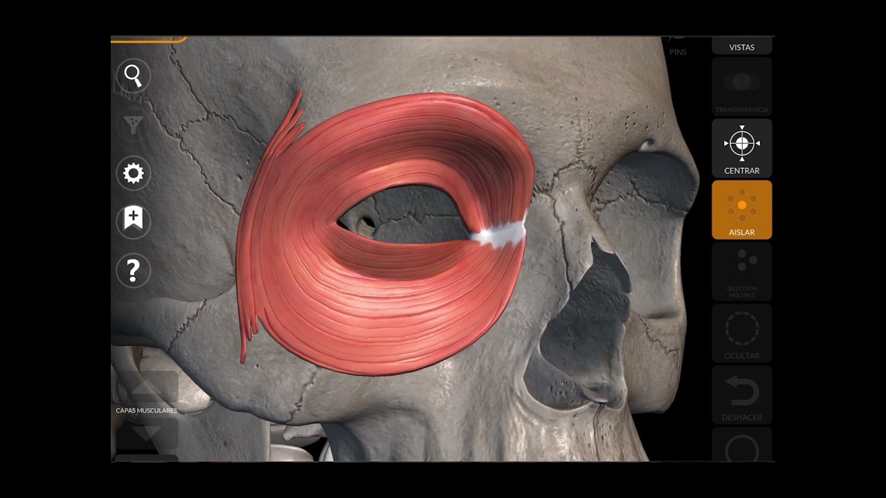 Muscles of the head