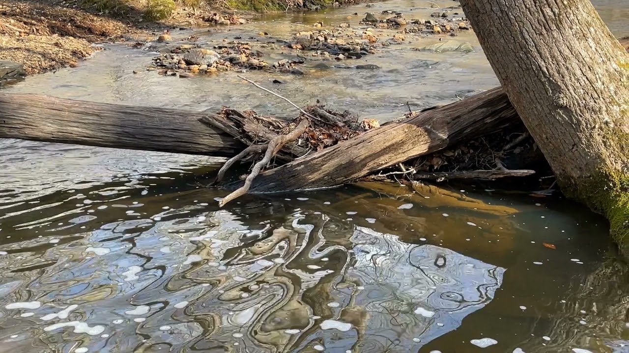 Benthic Macroinvertebrates
