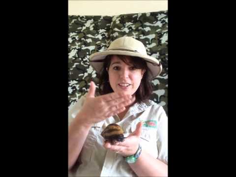 How to look after Giant African Land Snails (gals)