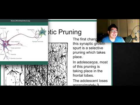 Synaptic Pruning - Role in Adolescence - Neuroscience