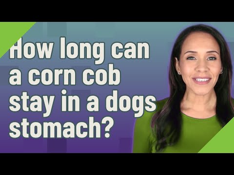 How long can a corn cob stay in a dogs stomach?