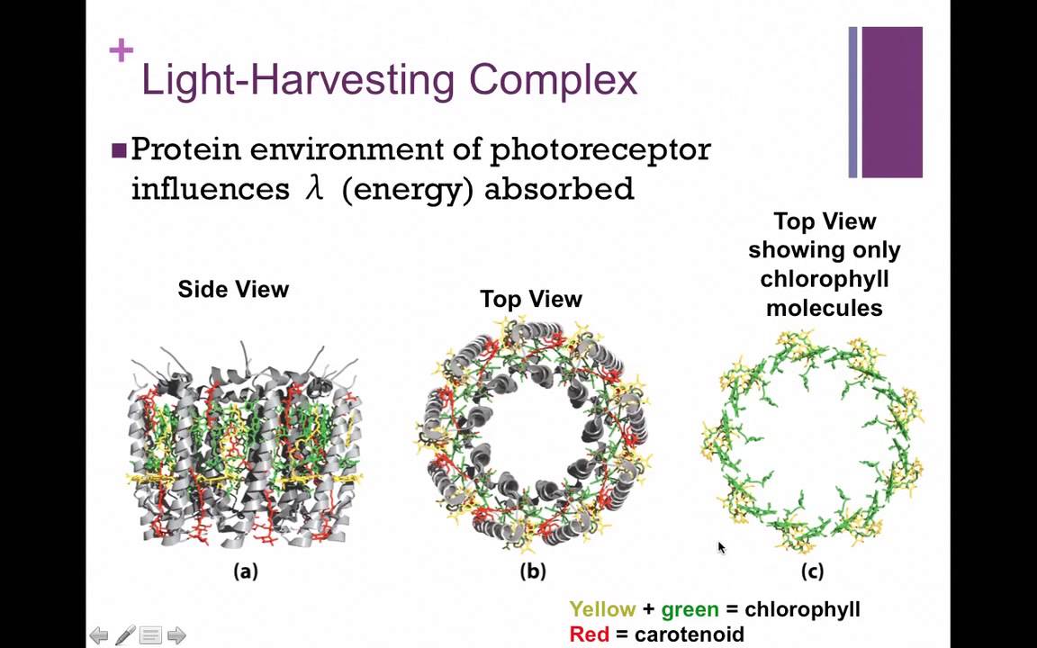 113-Light Energy Fates & Light Harvesting
