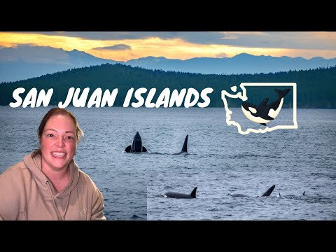 The BEST place to go WHALE 🐳 WATCHING in the USA | San Juan Islands Washington