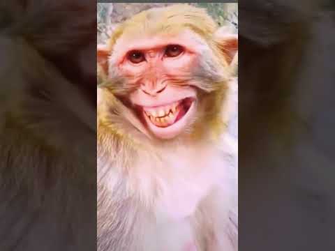 monkey face funny shorts voido smile #foryou