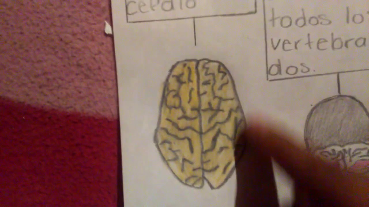 Sistema Nervioso (mapa mental)