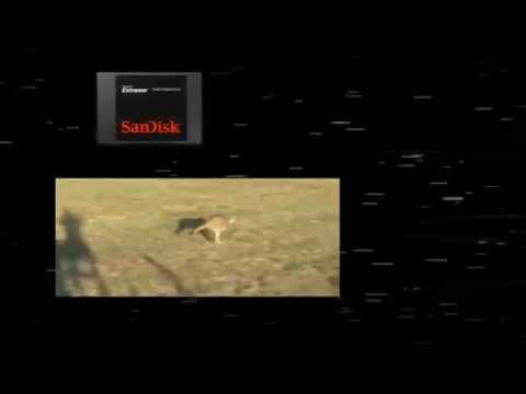 SanDisk Extreme® SSD The New Definition of Fast memoryzone com vn