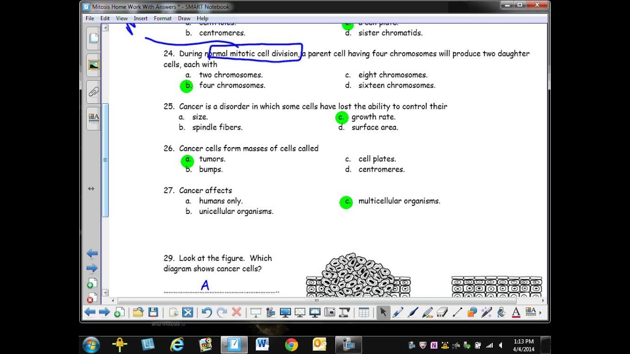 Mitosis Worksheet Finished