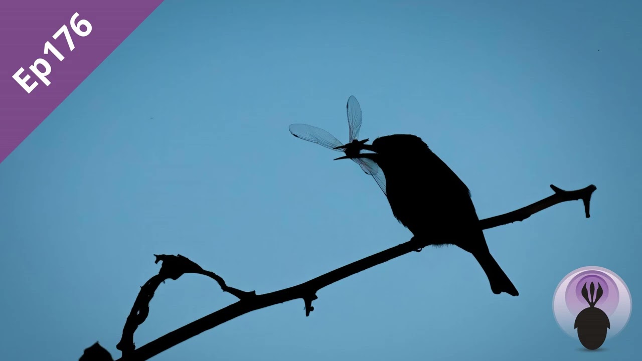 Episode 176: Insect Gigantism Pt2