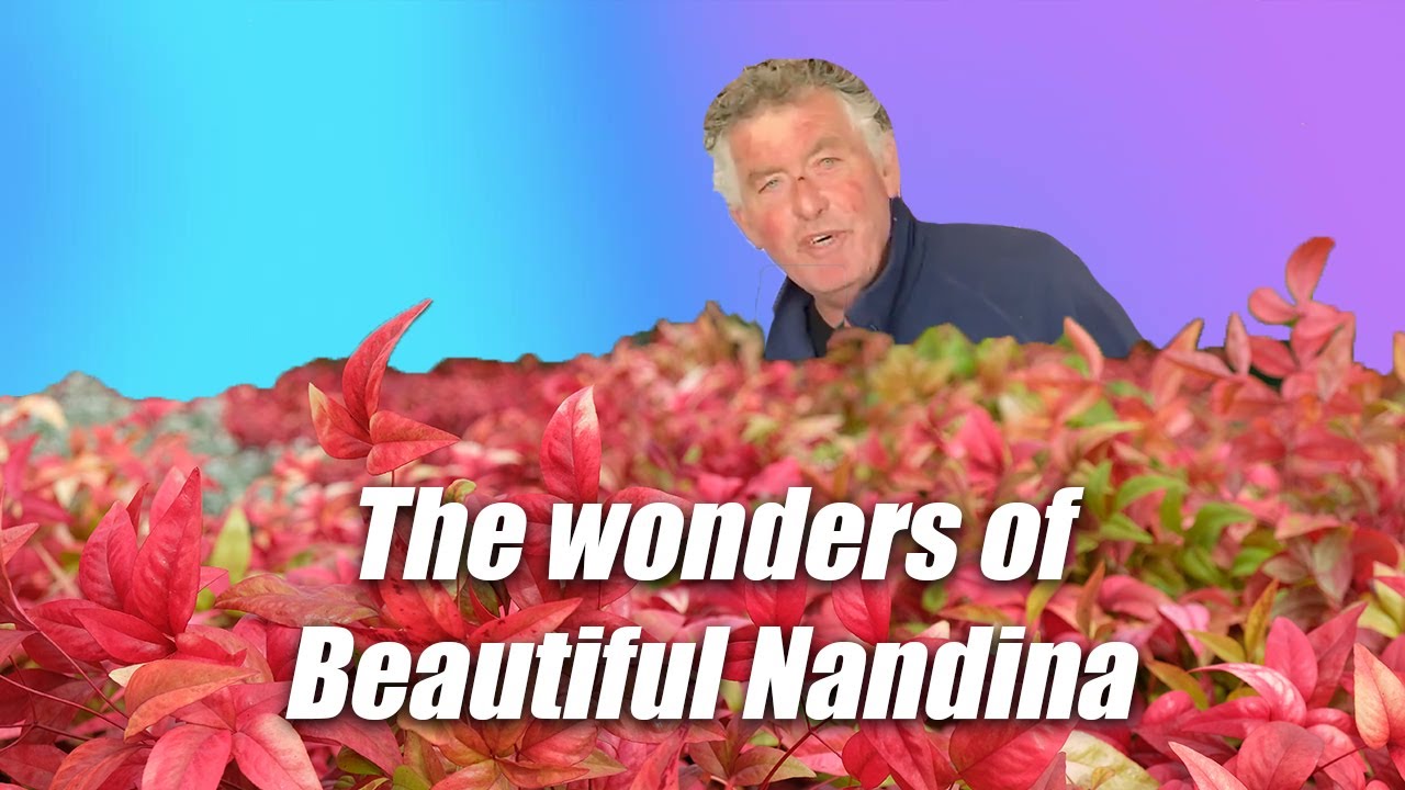 Beautiful Nandina