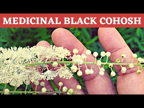 Black Cohosh/Black Snakeroot/Black Bugbane on the Applachian Trail
