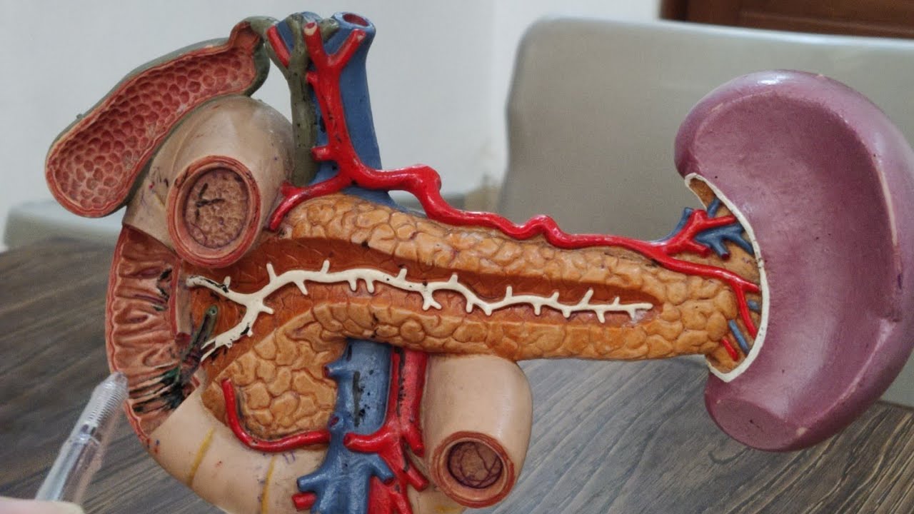 duodenum, pancreas, spleen model