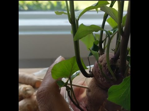 Growing Sweet Potato Slips | Purple Okinawan sweet potatoes | Sprouting Olena Turmeric