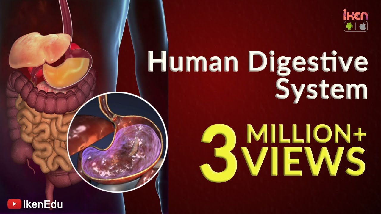 Learn About Human Digestive System | Animation- Part 1| iKen | iKen Edu | iKen App