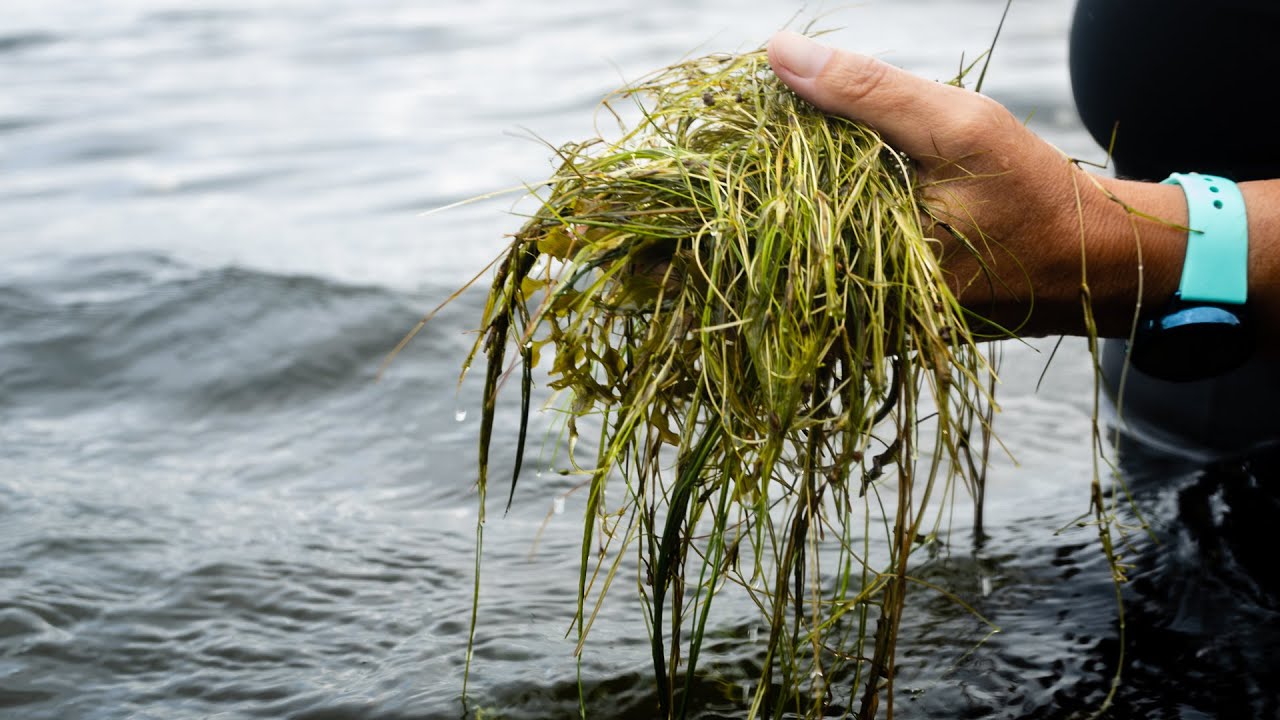 Chesapeake Climate: Bay grasses