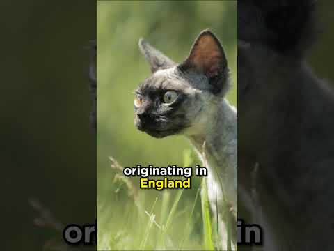 The Devon Rex cat from England #cats #devonrexcat