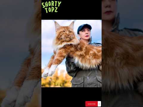 El gato Maine Coon uno gato de los más grandes conócelo hoy.
