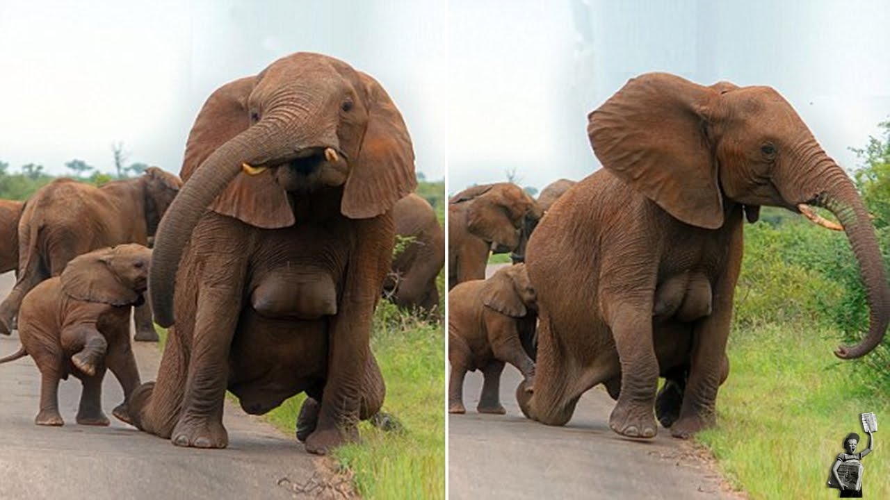 Can someone get this elephant a massive bra?