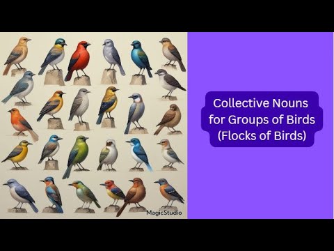 Collective Name for Groups of Birds | Flocks of Birds