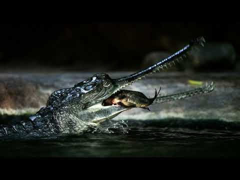 Gharials: The Evolutionary Wonders of the River World! : ANIMALS IN DEPTH EP 3