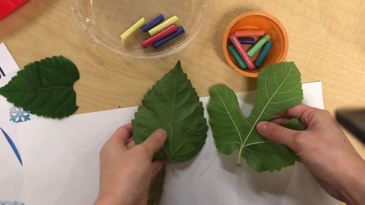 Crayon Leaf Rubbing