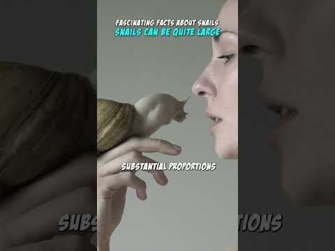 Snails Can Be Quite Large | The African Giant Snails #Shorts